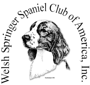 Get to know the Welsh Springer - WSSCA
