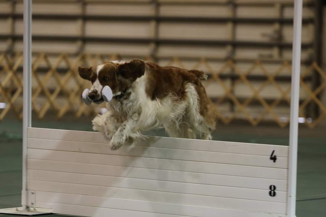 Obedience - WSSCA