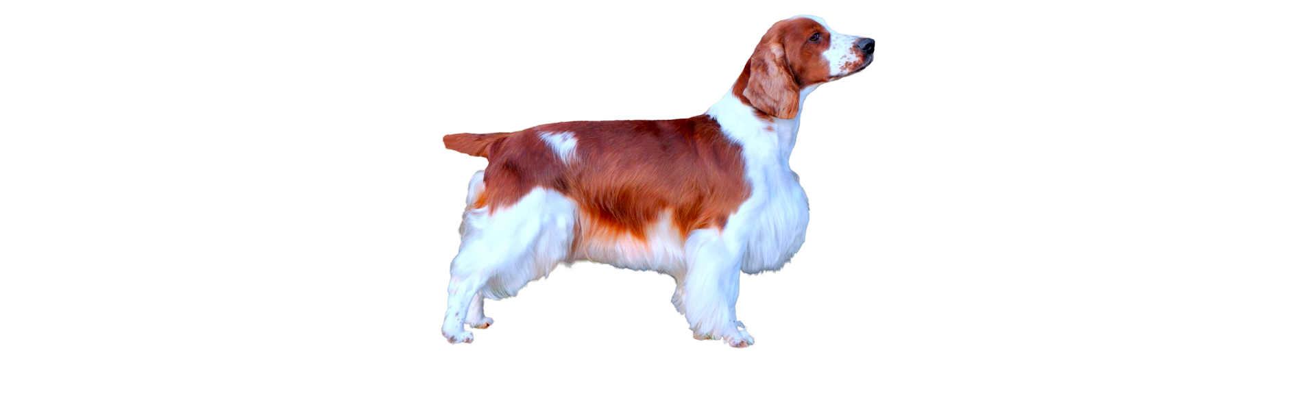 Breed Standard - WSSCA