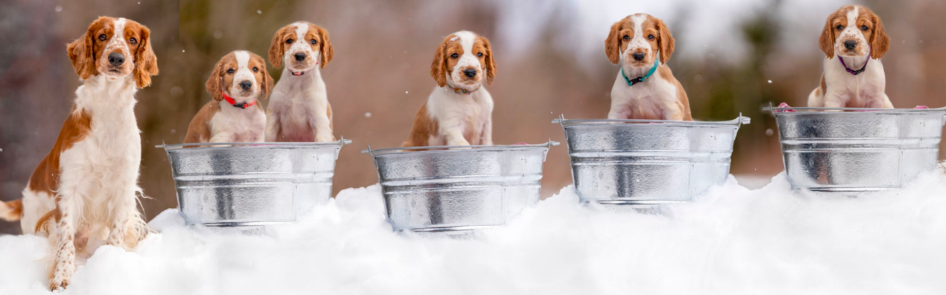 Finding a WSS - WSSCA