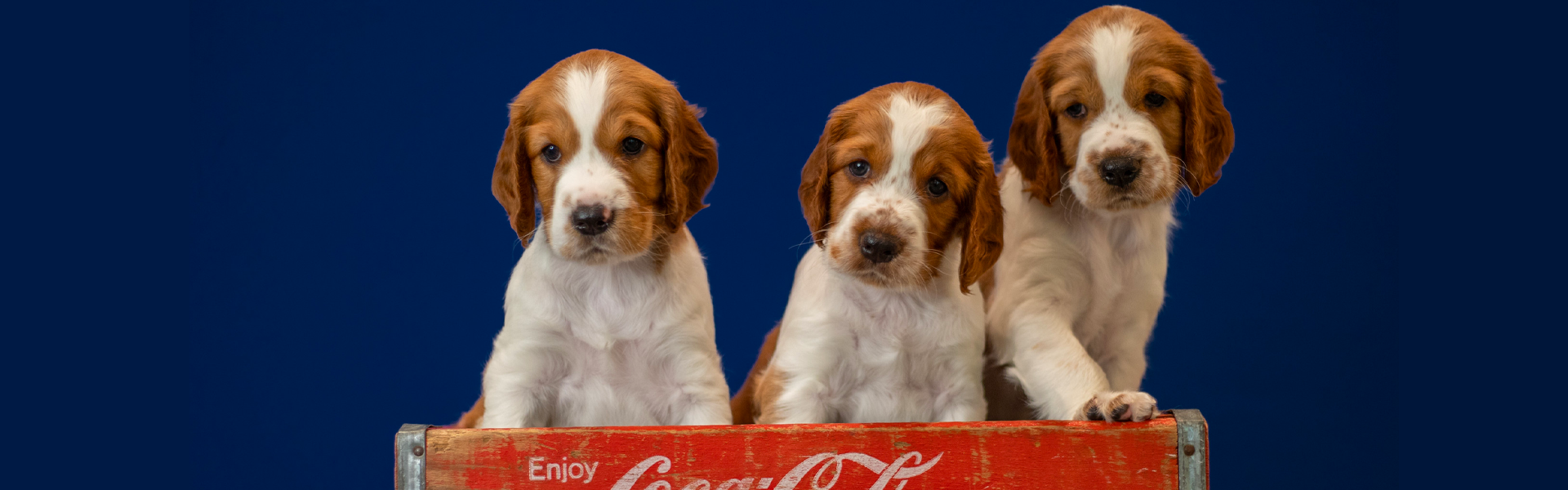 Puppy & Litter Information - WSSCA