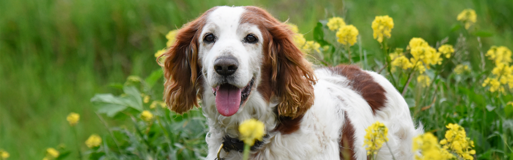 The mission of the Welsh Springer Spaniel Club of America